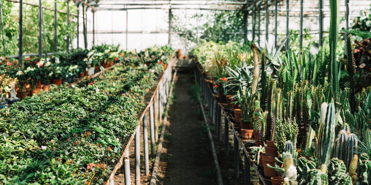 Best Indoor Greenhouse Kits for Beginners and Enthusiasts