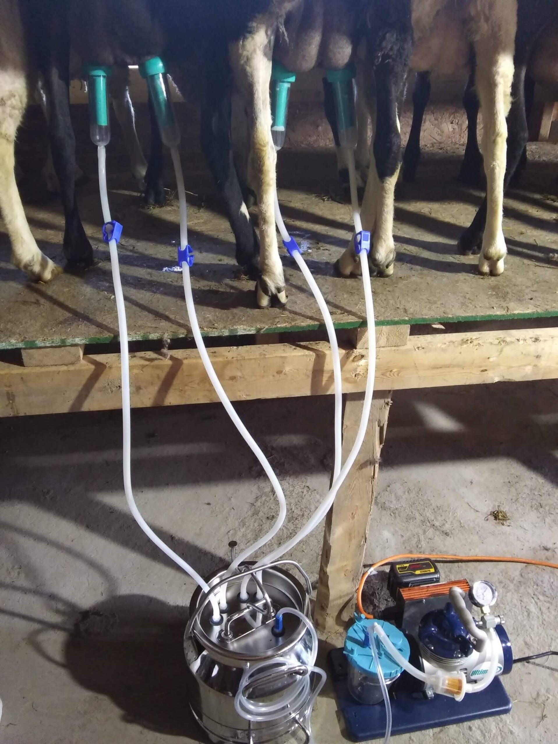 Ultimate EZ Bucket Milker | EZ Cow Milker